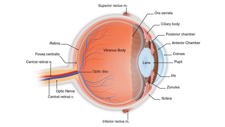 Patient Education Articles | South Bay Ophthalmology